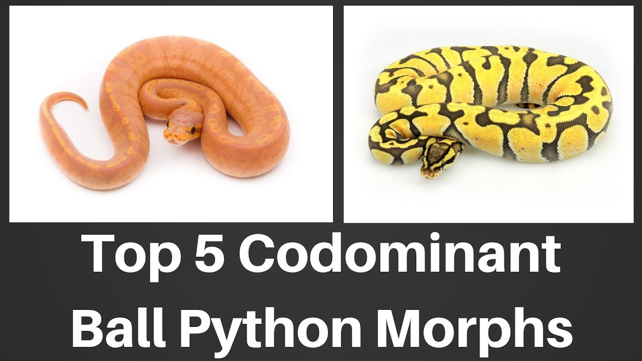 Top 5 Codominant Ball Python Morphs of 2018 - Benjamin's Exotics