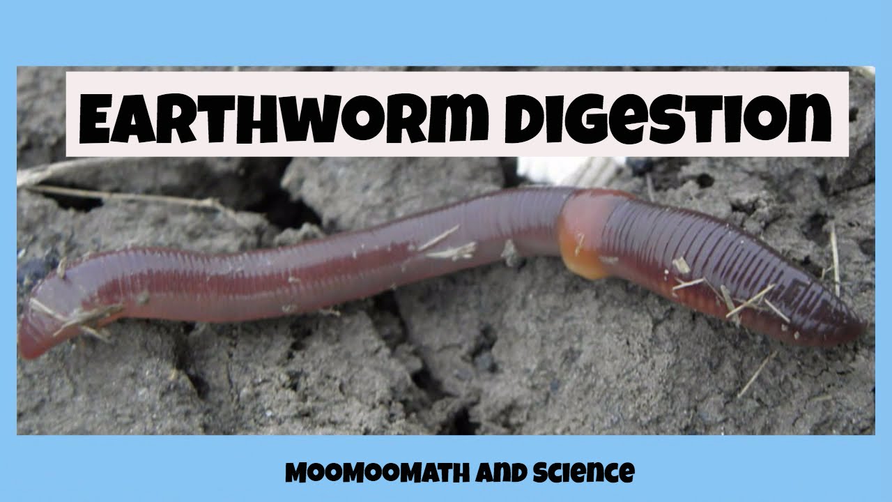 Earthworm digestive system