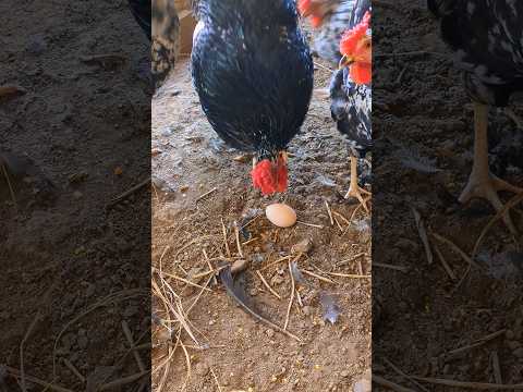 Is My Rooster A Chicken Egg Cannibal?