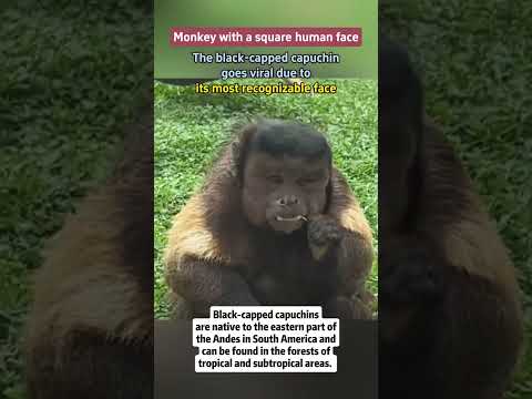 【Monkey with a square human face? The black-capped capuchin goes viral due to its recognizable face】