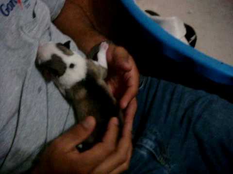 lola and tikas pup