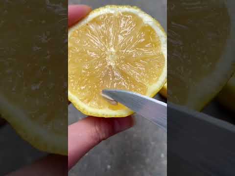 How to grow tons of lemons in a pot. 3 years passes by quick, promise 🍋 #howtowithjessie