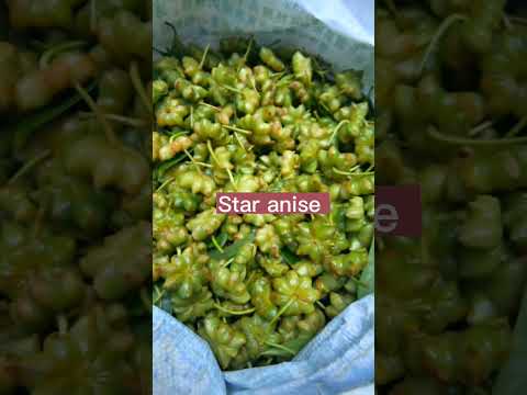 Star Anise Drying Method #satisfying #short