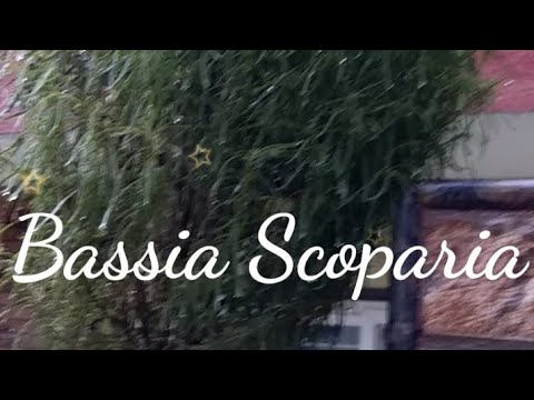 Bassia Scoparia | Burning Bush | Summer Cypress