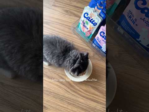 FIRST TIME cat food review!
