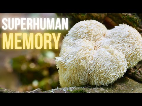 🧠The Truth About Lion’s Mane Mushroom Nobody Told You!