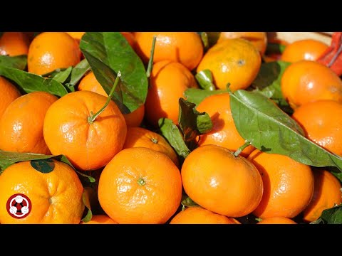 Fruits 水果 How to pronounce Tangerine Mandarin orange 柑橘,,みかん,귤 mandarynka,mandalina,мандарин,