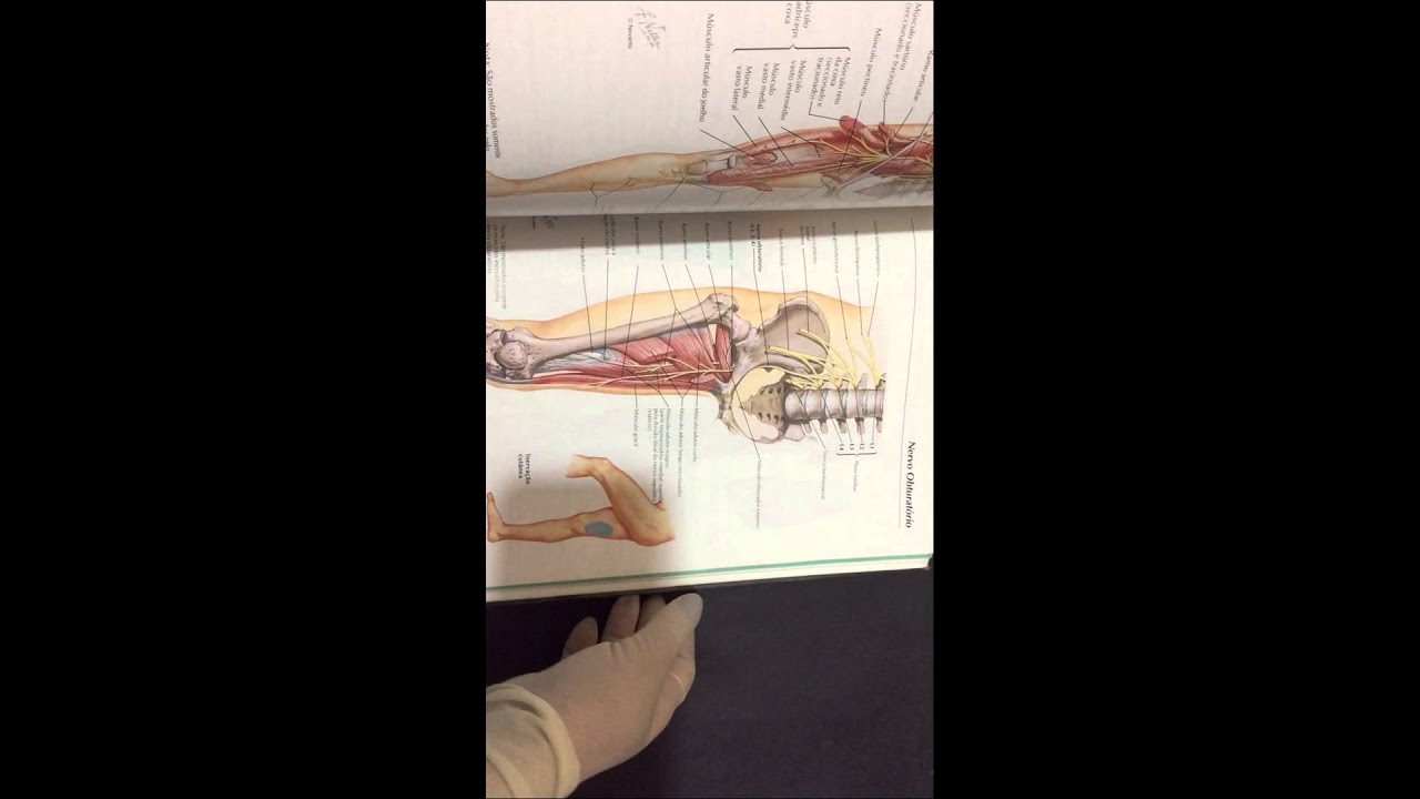 Compre Agora:  Atlas de Anatomia Humana