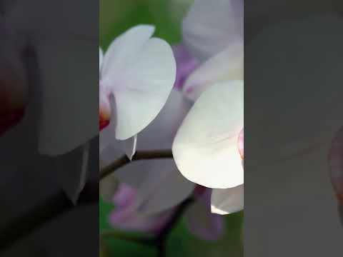 The Fascinating Orchid Mantis: A Camouflaged Beauty