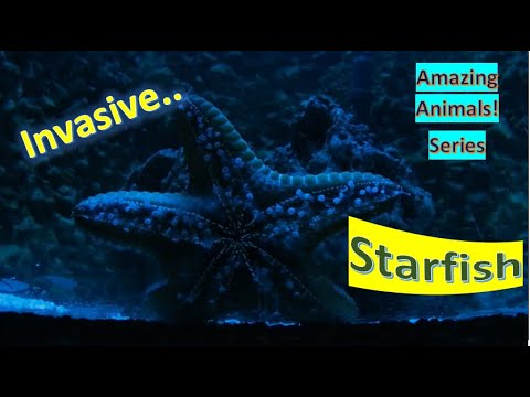 Starfish facts ⭐️ Sea Stars 🌟 collected as curios, used in design or as logos 🤩