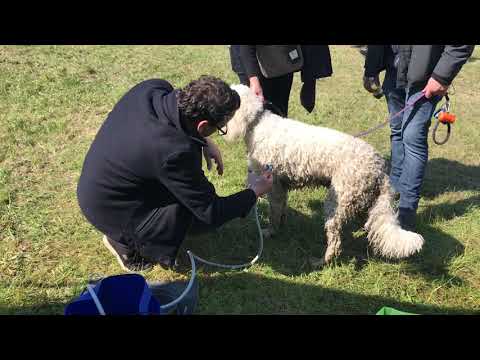 Portable Outdoor Dog Shower Kit with Bucket
