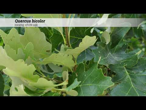 swamp white oak (Quercus bicolor)