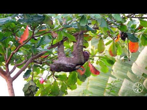beauty of nature || 8k ultra HD DOLBY VISION VIDEO || free download. #8kresolution