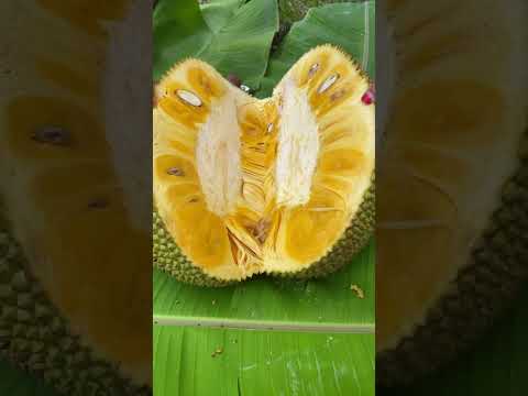 Keunggulan Nangka Madu #nangkamadu