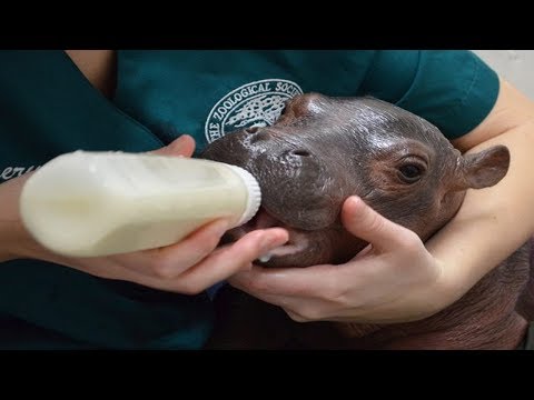Cincinnati Fiona Hippo: Obtains the IV Rescue.
