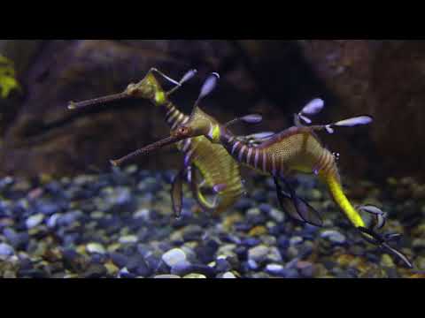 What is a Weedy Sea Dragon?