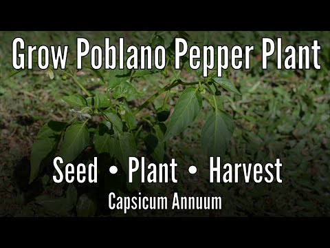 Grow Poblano pepper plant from seed to harvest and back to seed