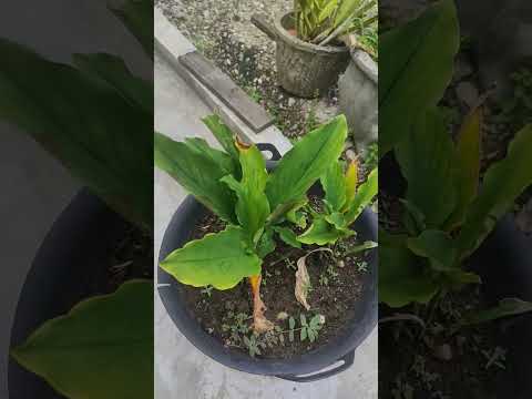 Tanaman obat obatan, apotik hidup