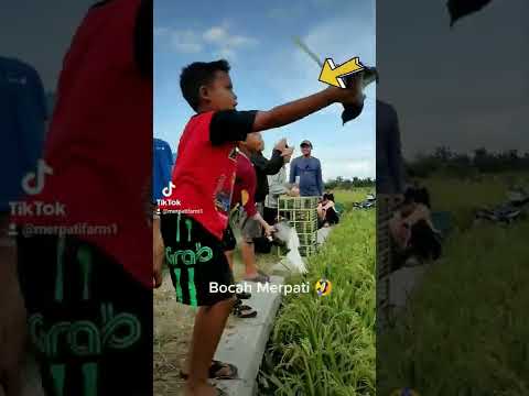 Tiktok Bocah Merpati