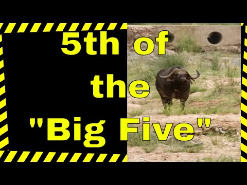 Cape Buffalos: Discovering the Behaviors and Characteristics of Africa’s Territorial Herbivores”