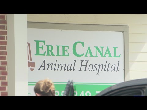 Erie Canal Animal Hospital in Spencerport now offering urgent care service