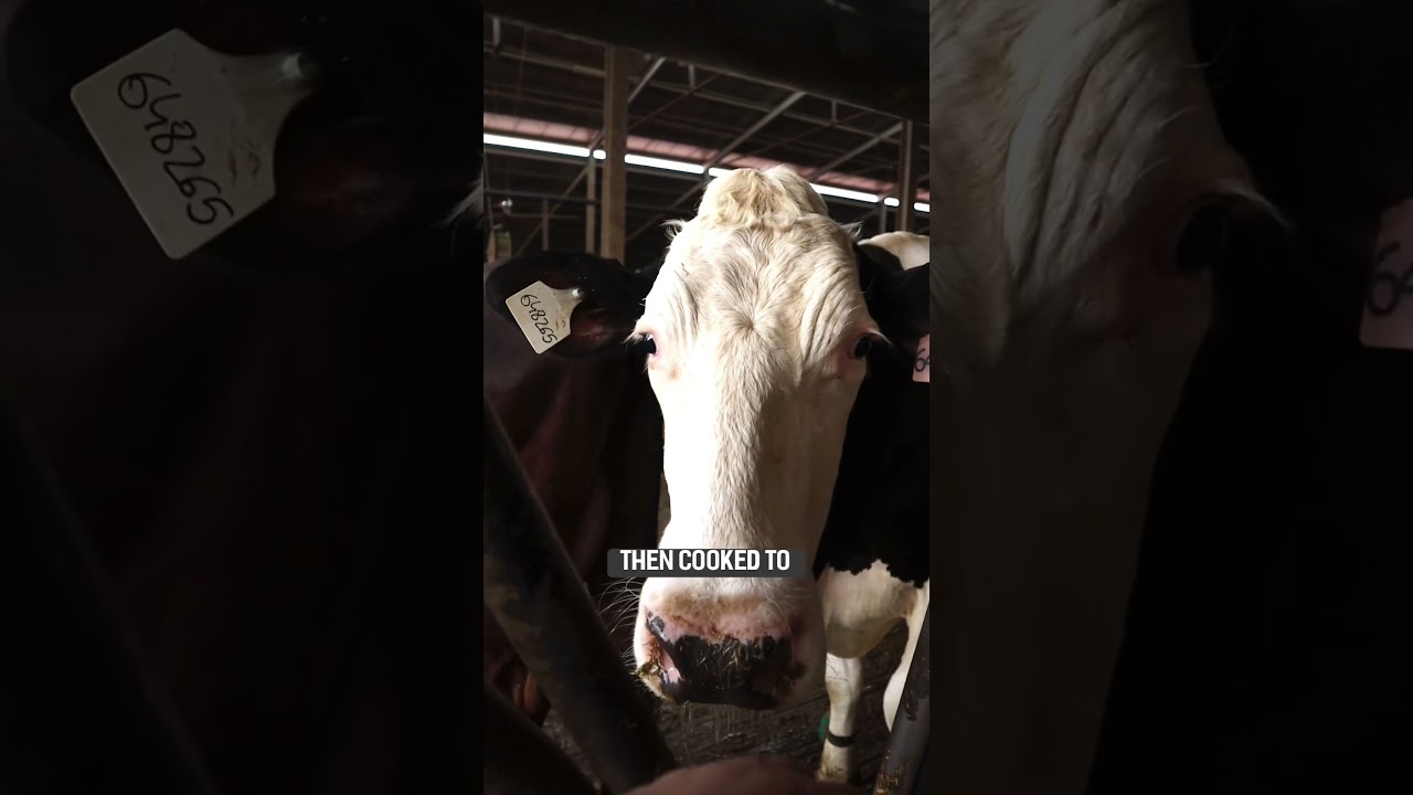 How Parmesan Cheese is made!