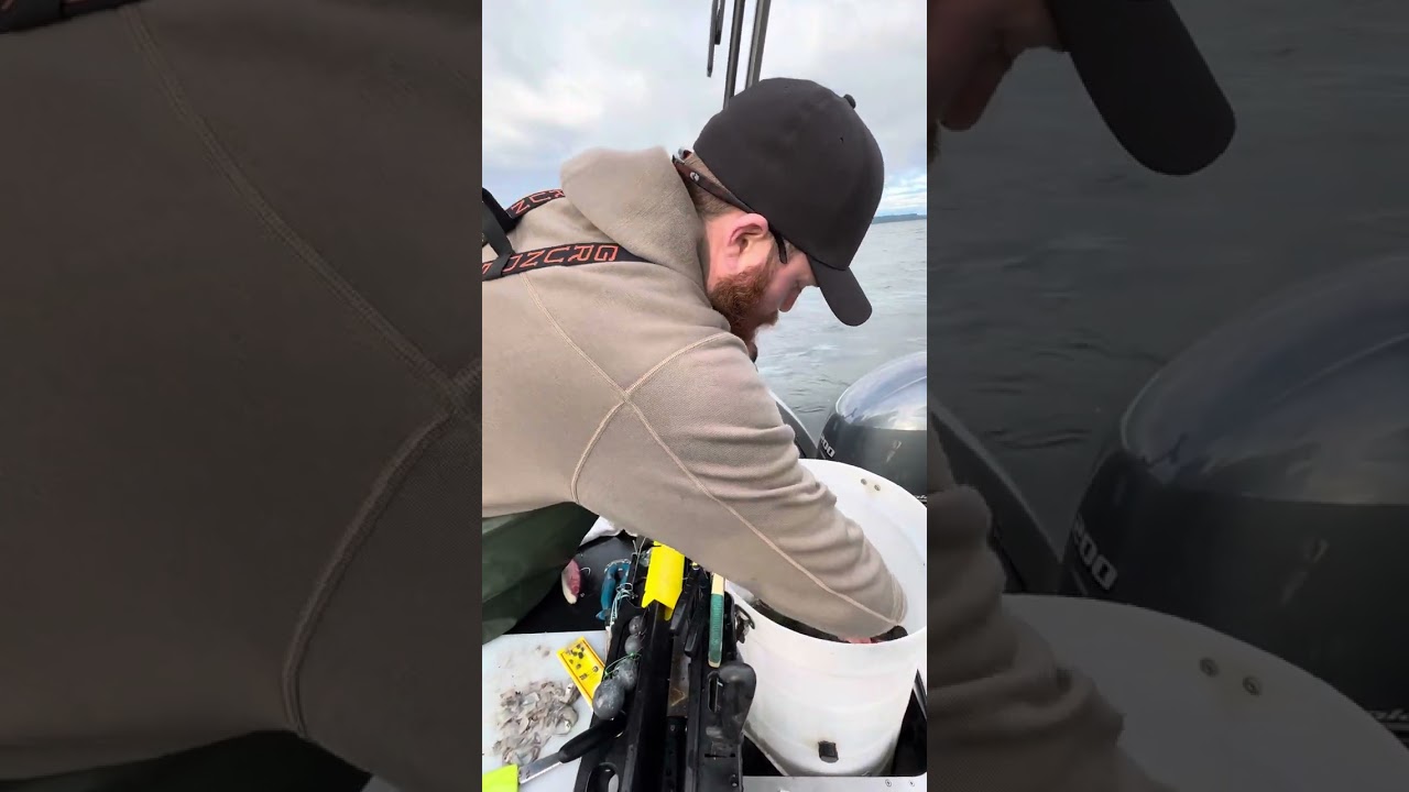 Rigging a Sand Dab for lingcod 🎣