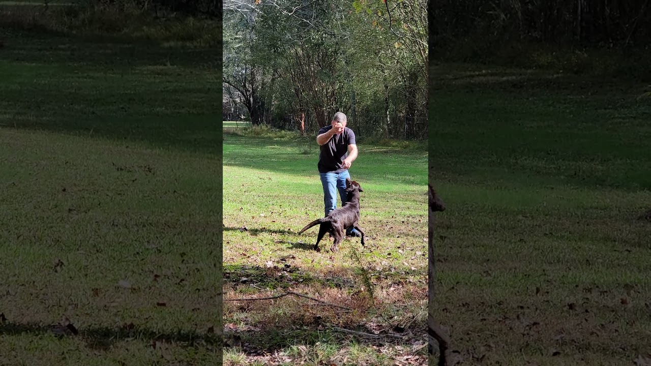 Claudio Rescued Labrador Retriever