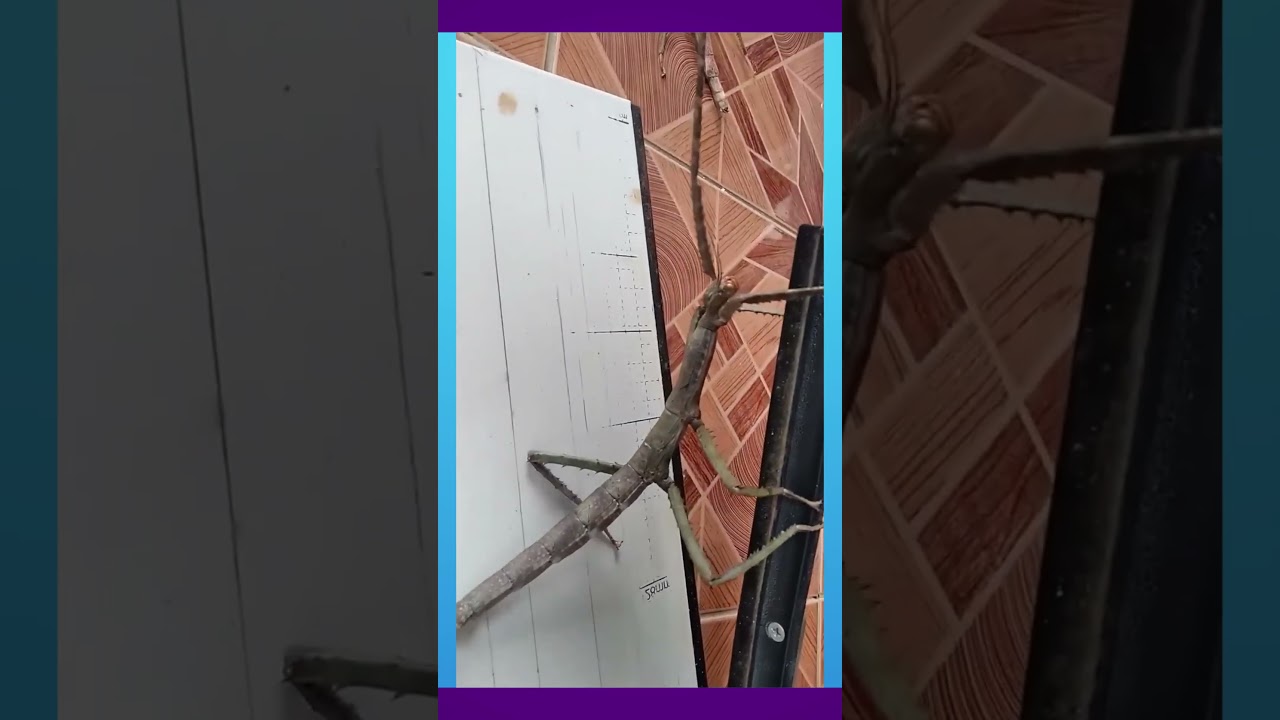 Interesting Stick Insect.. #shorts #short