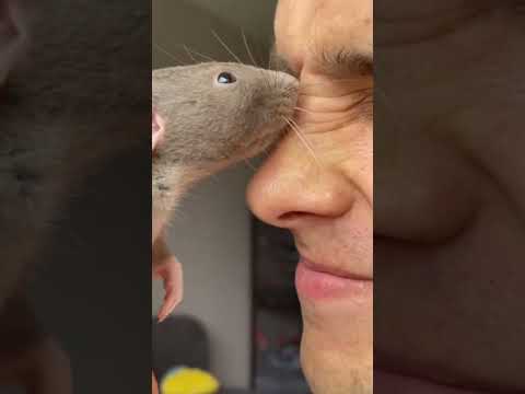 Cute Rat pets Ep-030 #Shorts
