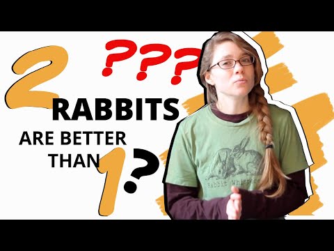 SHOULD You Get a Second Rabbit?