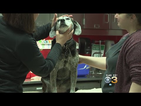 Study Shows How Opioid Crisis May Be Impacting Animals