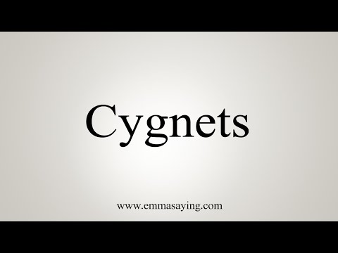 How To Say Cygnets