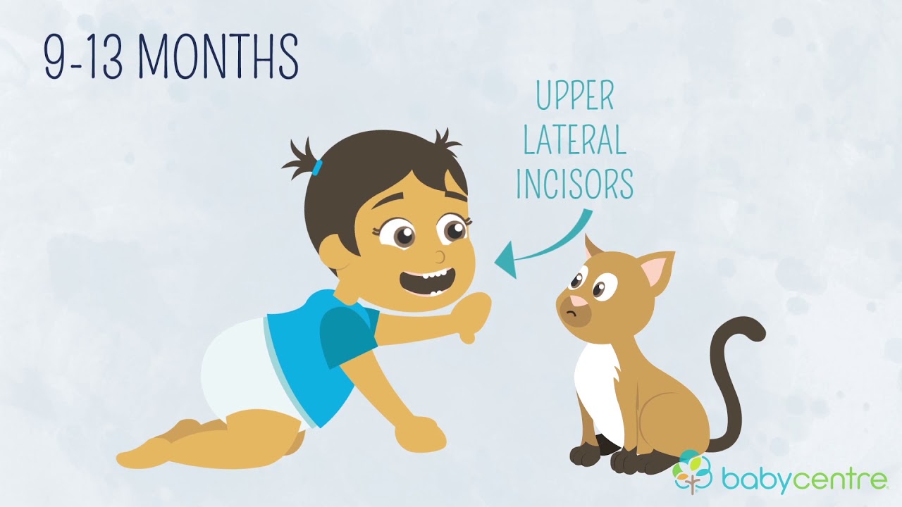 Your child's teething timeline
