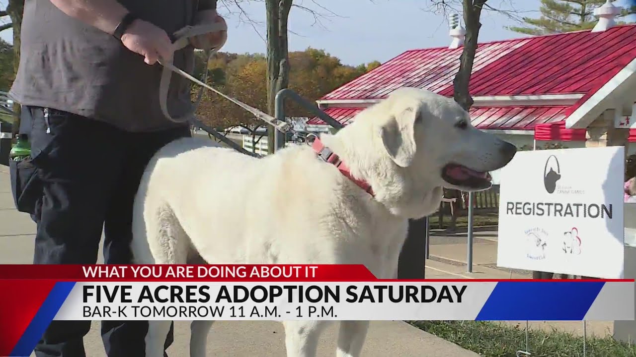 What You Are Doing About It? Juggling Ball 2023, Adoption Saturday, Wyman Gala 2023
