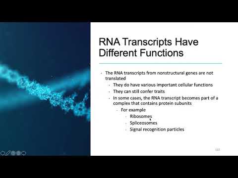 Central Dogma of Molecular Biology (Transcription and Translation)