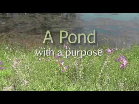 A Pond with a Purpose