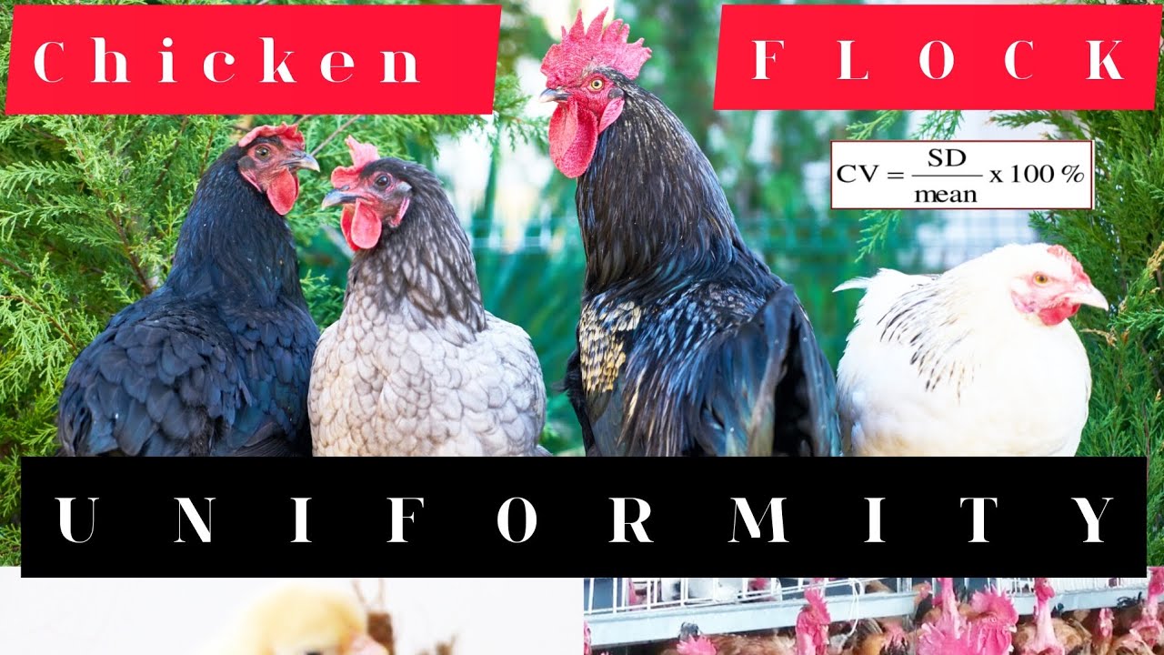The importance of Uniformity Chicken?
