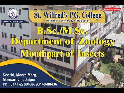 Mouthpart of Insects