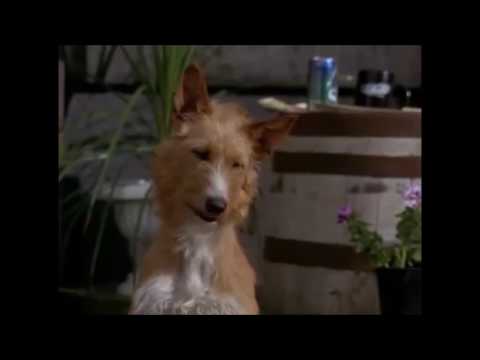 Homeward Bound 2- Delilah Chases Chance