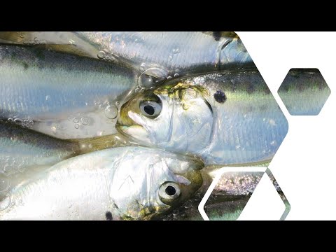 Forage Species of Chesapeake Bay & the Art of Live Chumming