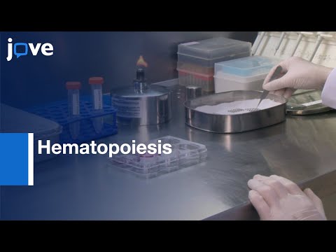 Aorta-gonad-mesonephros Explant Culture System in Hematopoiesis | Protocol Preview