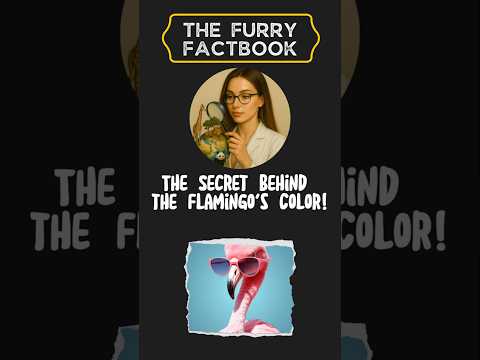 Why Are Flamingos Pink? The Truth Will Surprise You!