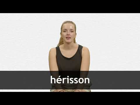 English Translation of “HÉRISSON” | Collins French-English Dictionary