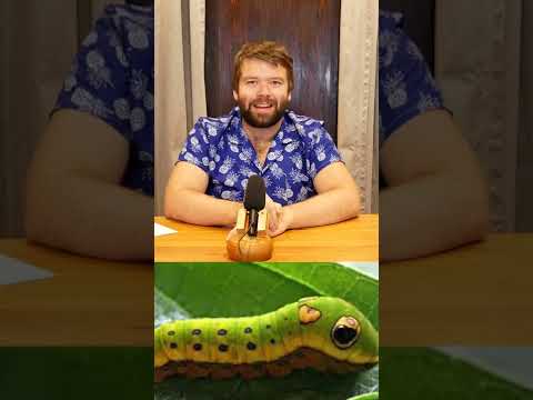 Do Monkeys Actually like bananas?