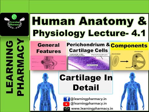 CH-4.1# Cartilage Definition, Features Component, Perichondrium & Cells | Human Anatomy & Physiology