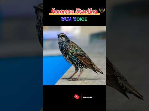 Common Starling Bird Call#birds #birdfacts #birdsounds #starlingbird