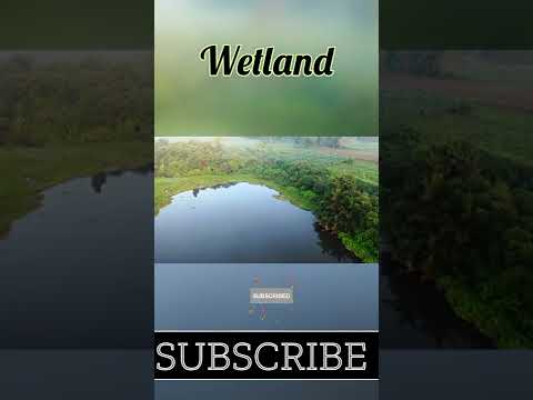 What is Wetland ? #wetland #upsc2023 #shorts