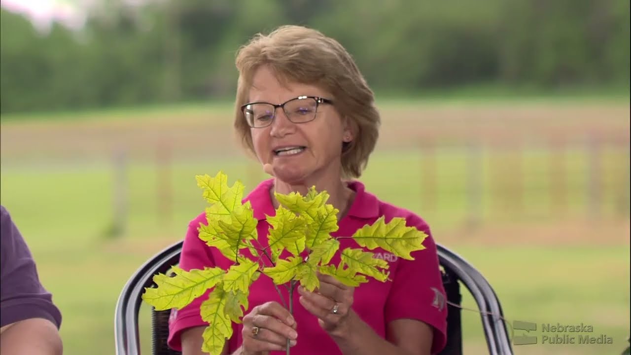 Norfolk Questions and Answers | Digging Deeper with Backyard Farmer | Nebraska Public Media