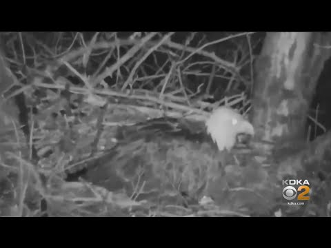 Audubon Society Confirms First Egg of 2019 in Hays Eagle Nest